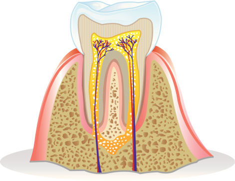 Save a Tooth and Eliminate the Pain with a Root Canal - Boston Smile ...
